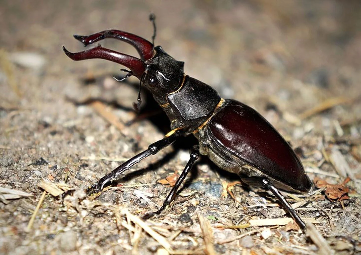 Sensational Stag Beetles — Hampstead Heath - Conservation, Community ...