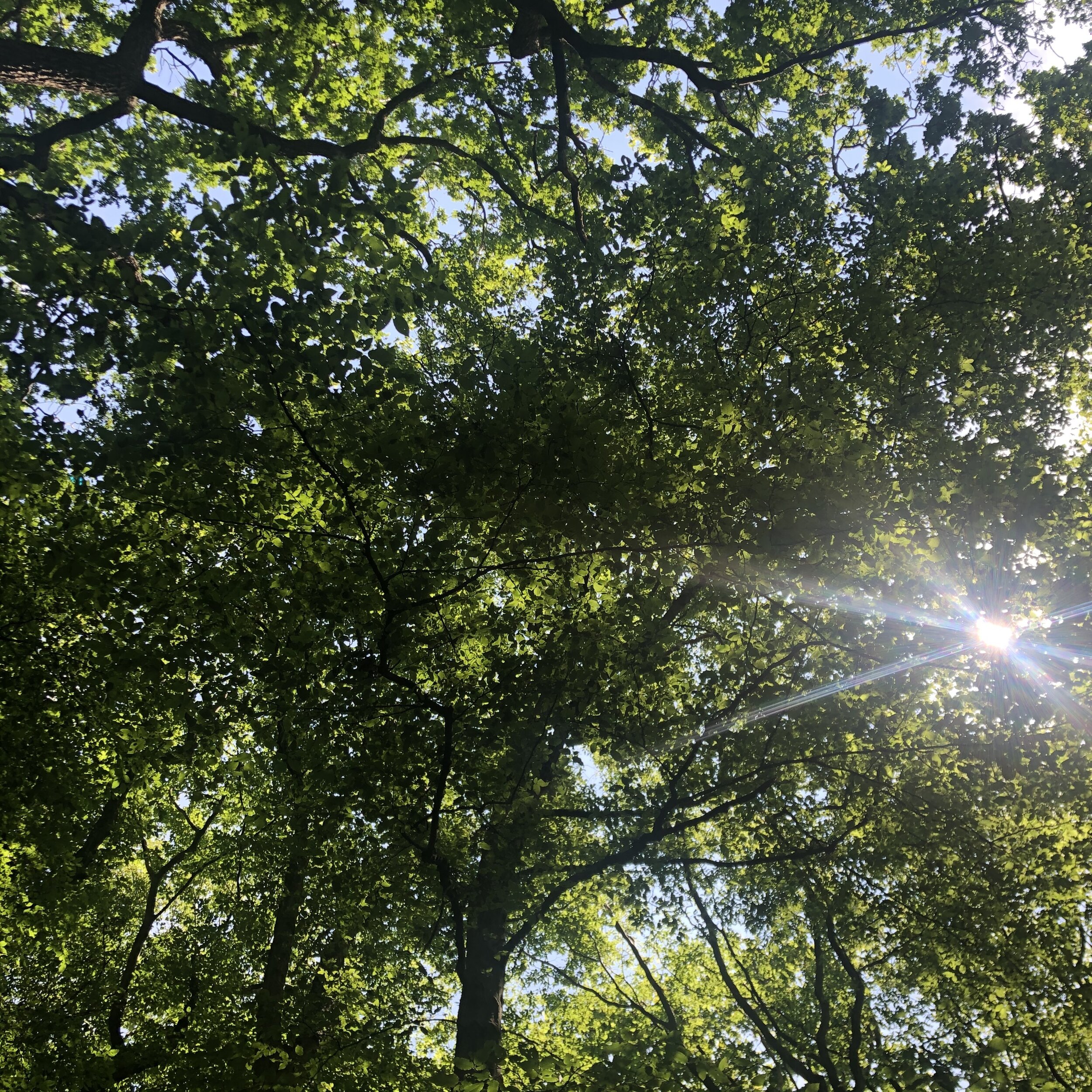 Highgate Wood historical walk — Hampstead Heath - Conservation ...