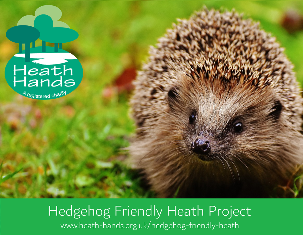 Hedgehog Friendly Heath project — Hampstead Heath - Conservation ...