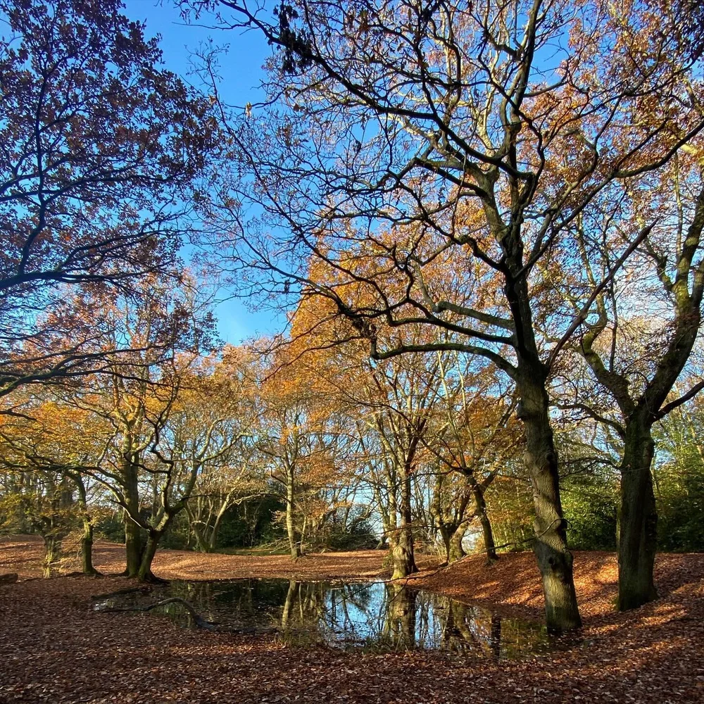 Hampstead Heath | Conservation, Community and Volunteering