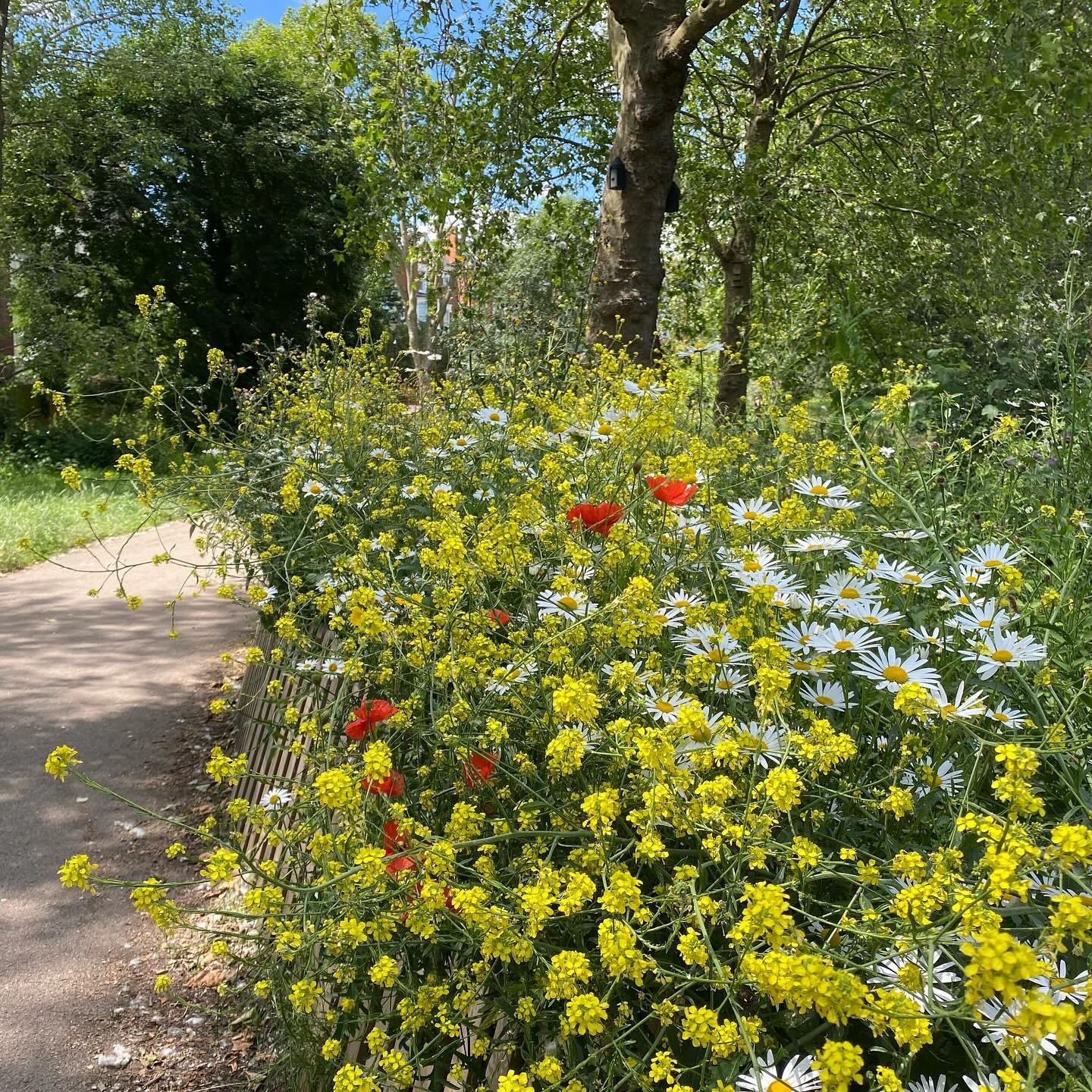 Hampstead Heath | Conservation, Community and Volunteering