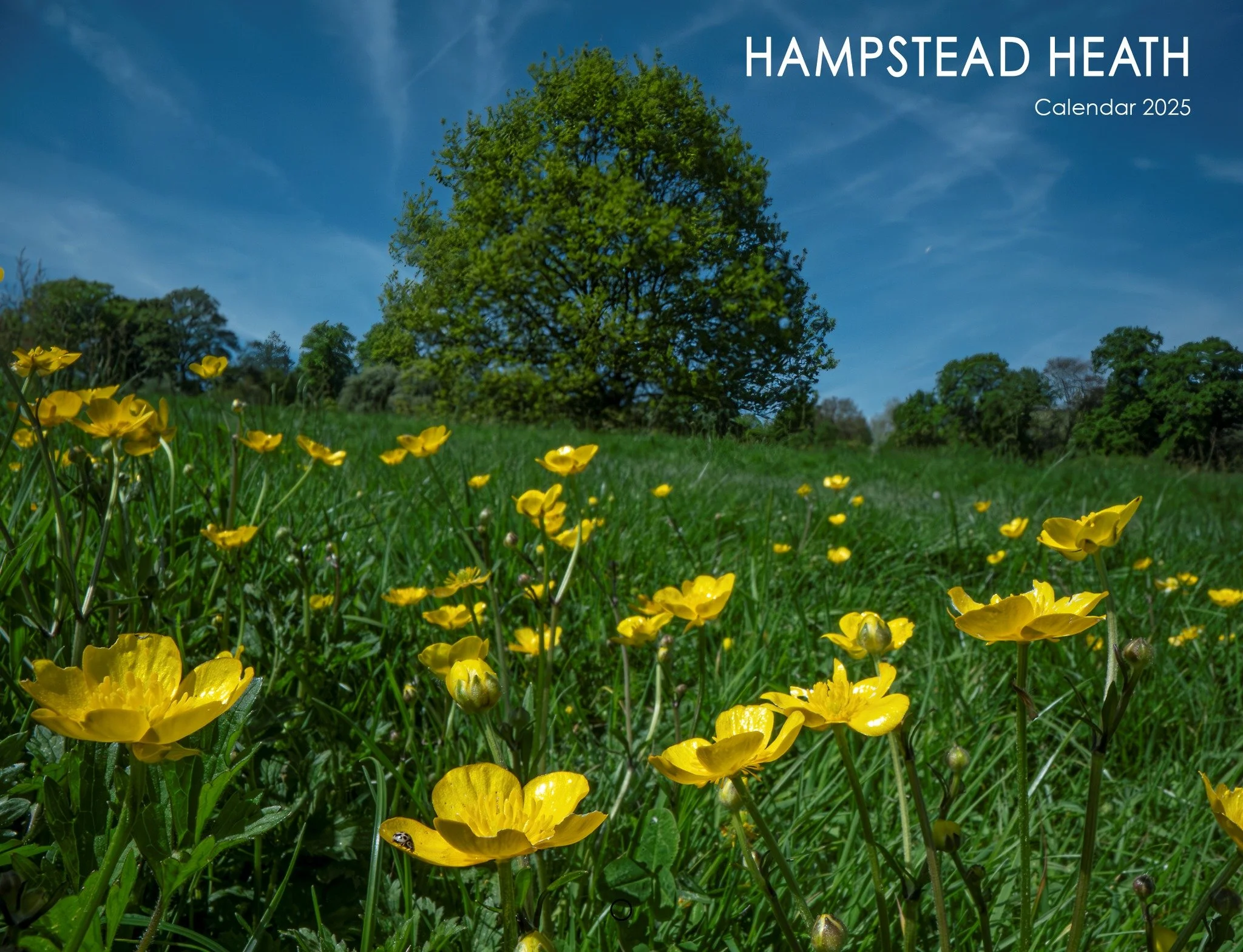 Hampstead Heath | Conservation, Community and Volunteering