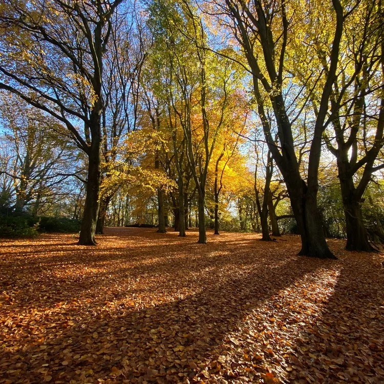 Hampstead Heath | Conservation, Community and Volunteering