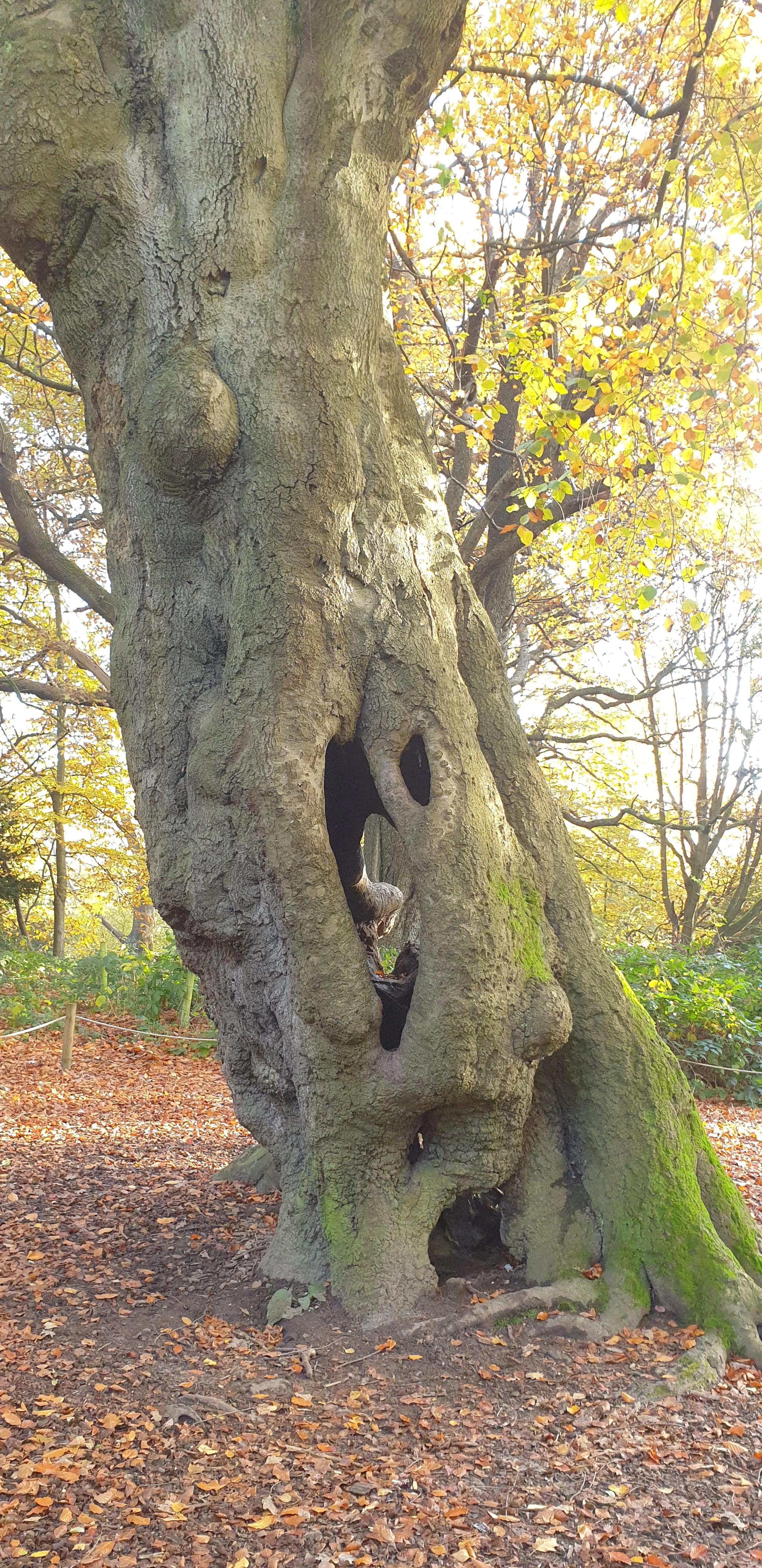 Top Trees on the Heath — Hampstead Heath - Conservation, Community and ...