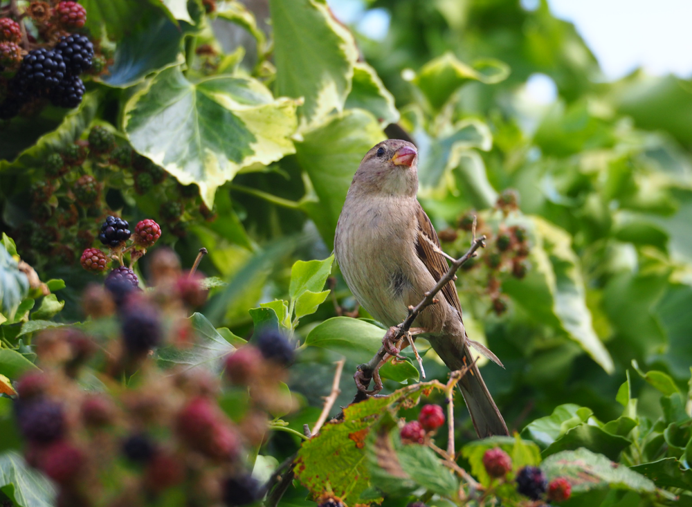 The Big Birdwatch on Hampstead Heath — Hampstead Heath - Conservation ...