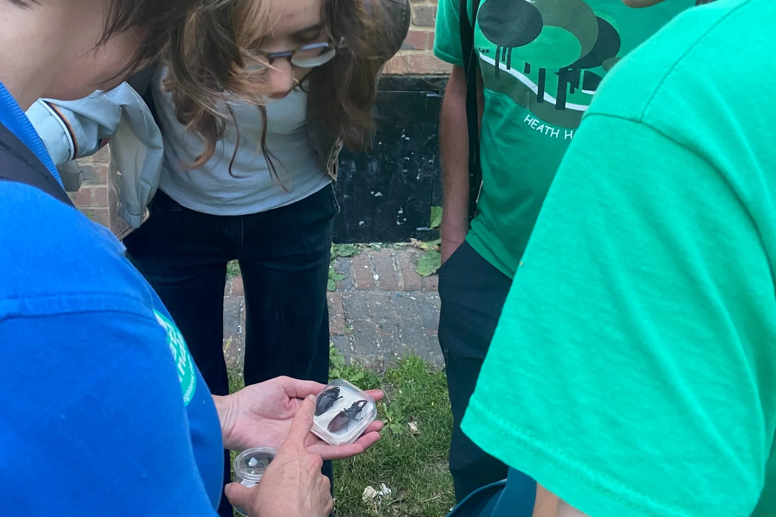 Stag Beetle Monitoring on Hampstead Heath — Hampstead Heath ...