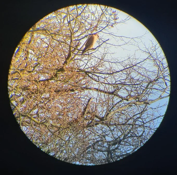 Wild about Hampstead Heath bird watching — Hampstead Heath ...
