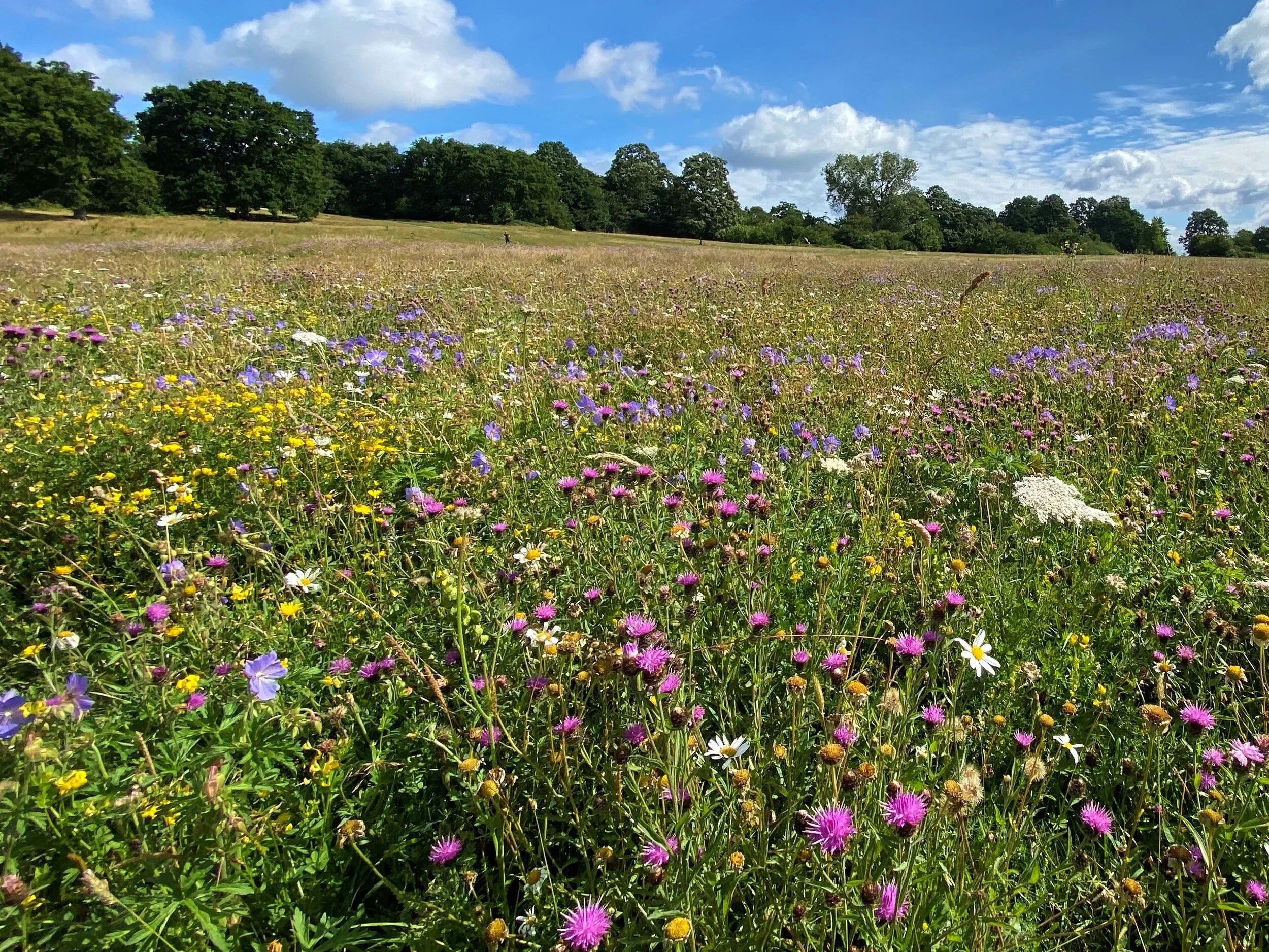 Wildflower Meadows around Parliament Hill — Hampstead Heath ...