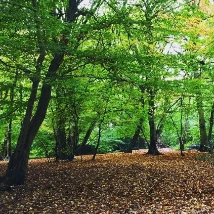 Information about Highgate Wood — Hampstead Heath - Conservation ...