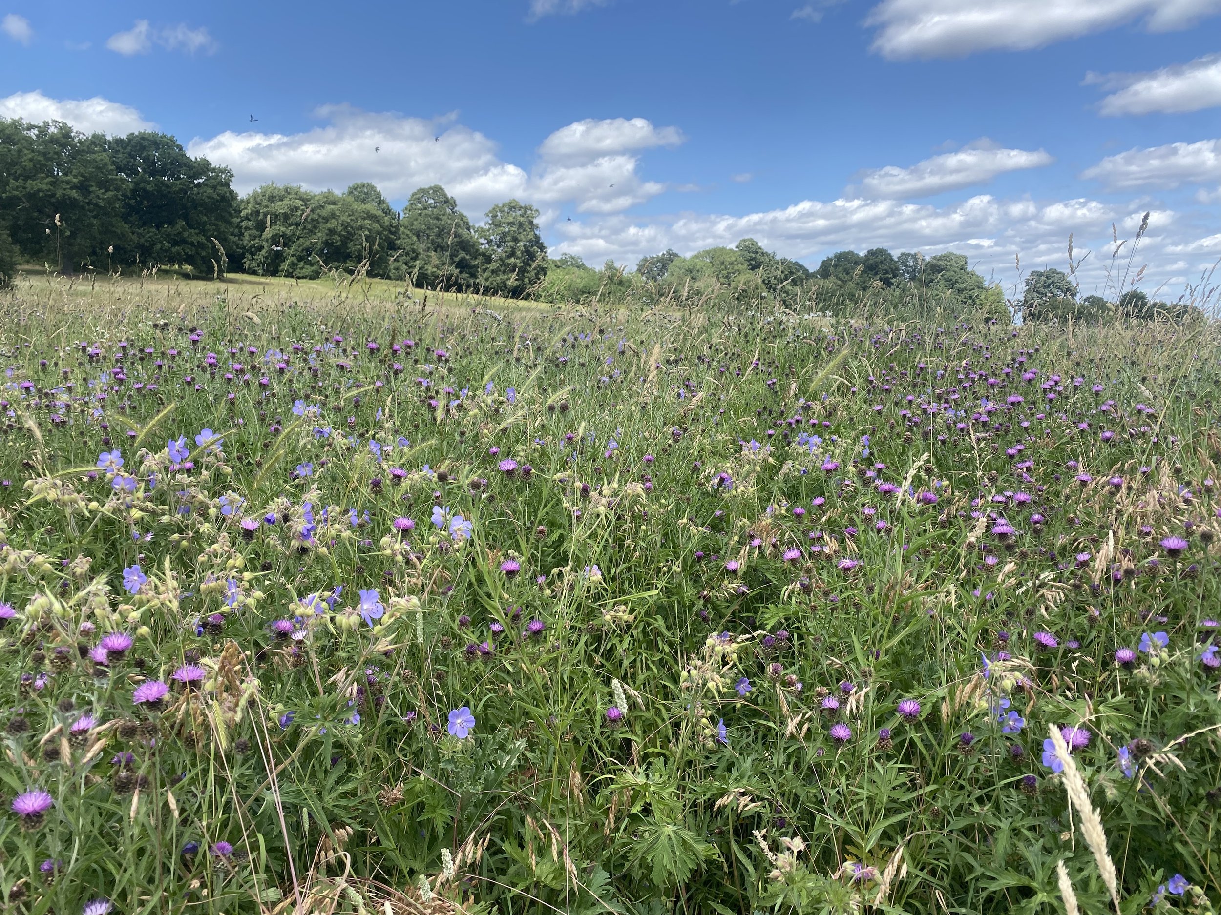 Conservation on Hampstead Heath | Heath Hands Conservation — Hampstead ...