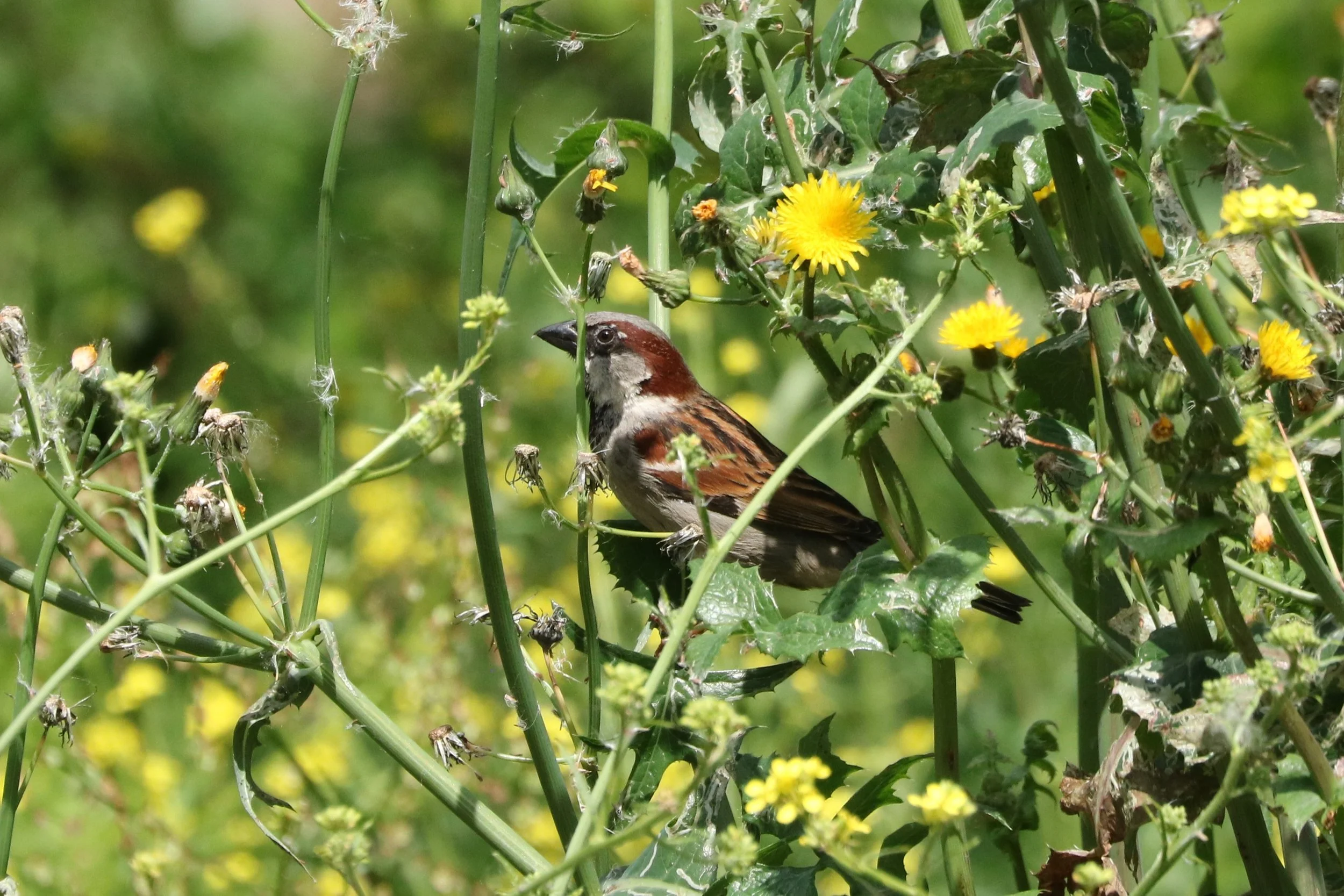 Homes for House Sparrows — Hampstead Heath - Conservation, Community ...