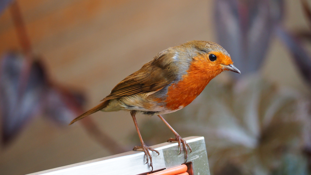 Rockin’ Robins — Hampstead Heath - Conservation, Community and Volunteering