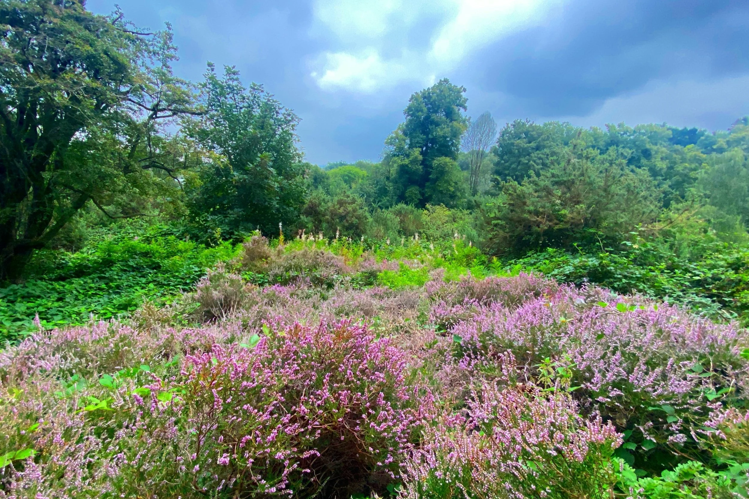 Our Green Spaces — Hampstead Heath - Conservation, Community and ...