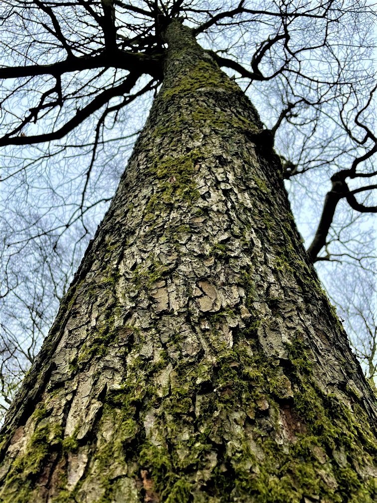 Highgate Wood walk and visit — Hampstead Heath - Conservation ...