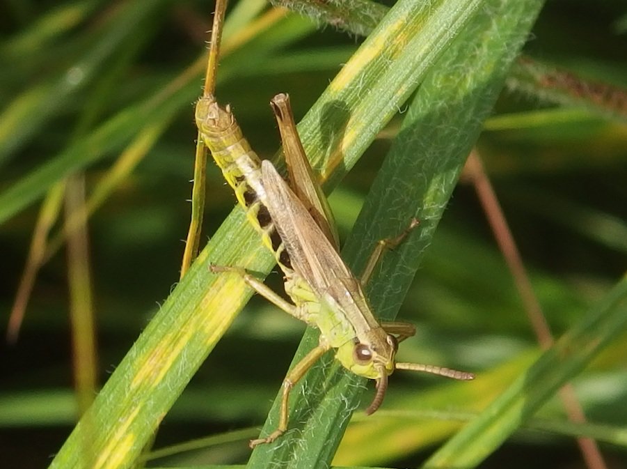 Hampstead Heath insects — Hampstead Heath - Conservation, Community and ...