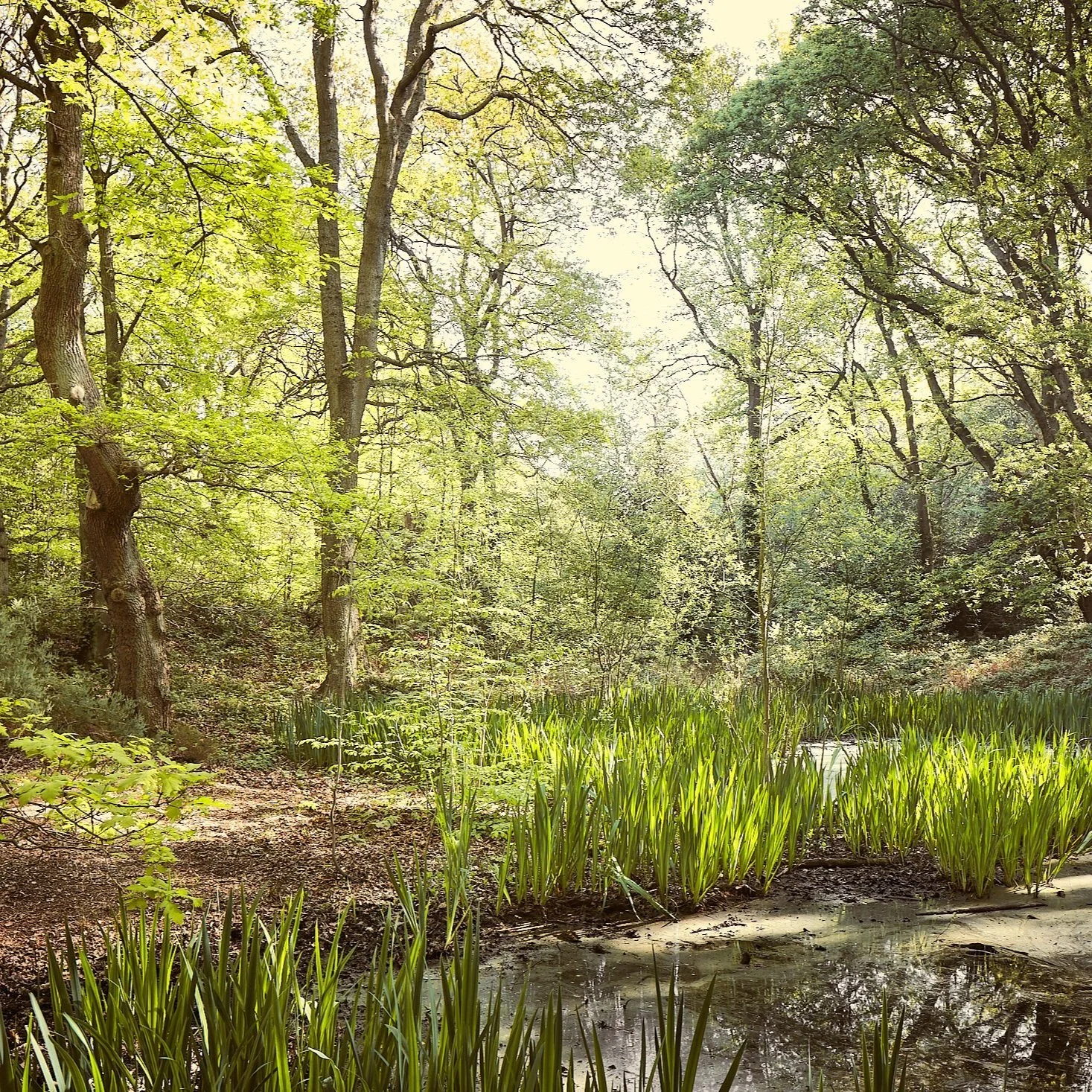 Hampstead Heath information about conservation and volunteering in the ...