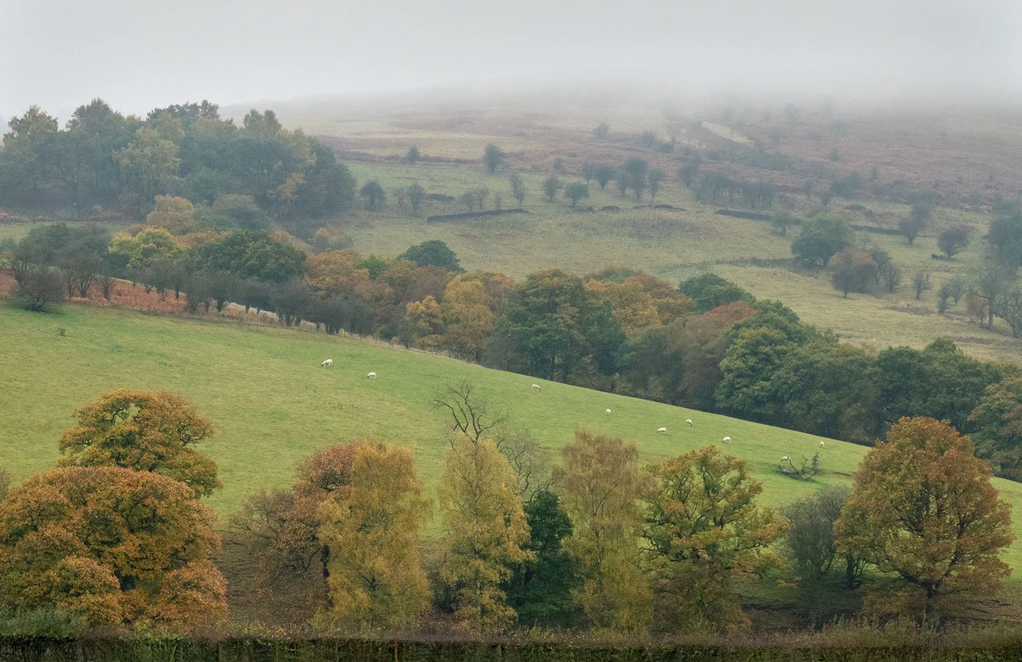 Yorkshire — Lesley Rees