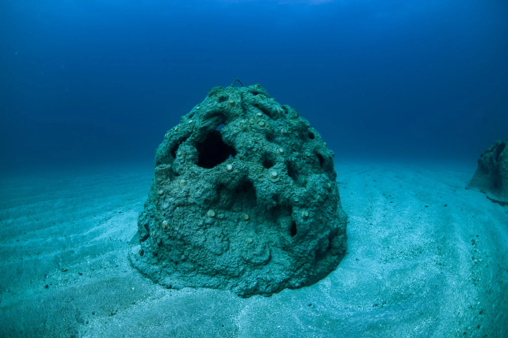 Florida’s Coral Reefs: A Fragile Treasure Worth Protecting — Ocean ...
