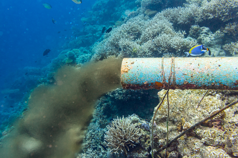 Nine Things Anyone Can Do To Help Coral Reefs — Ocean Rescue Alliance ...