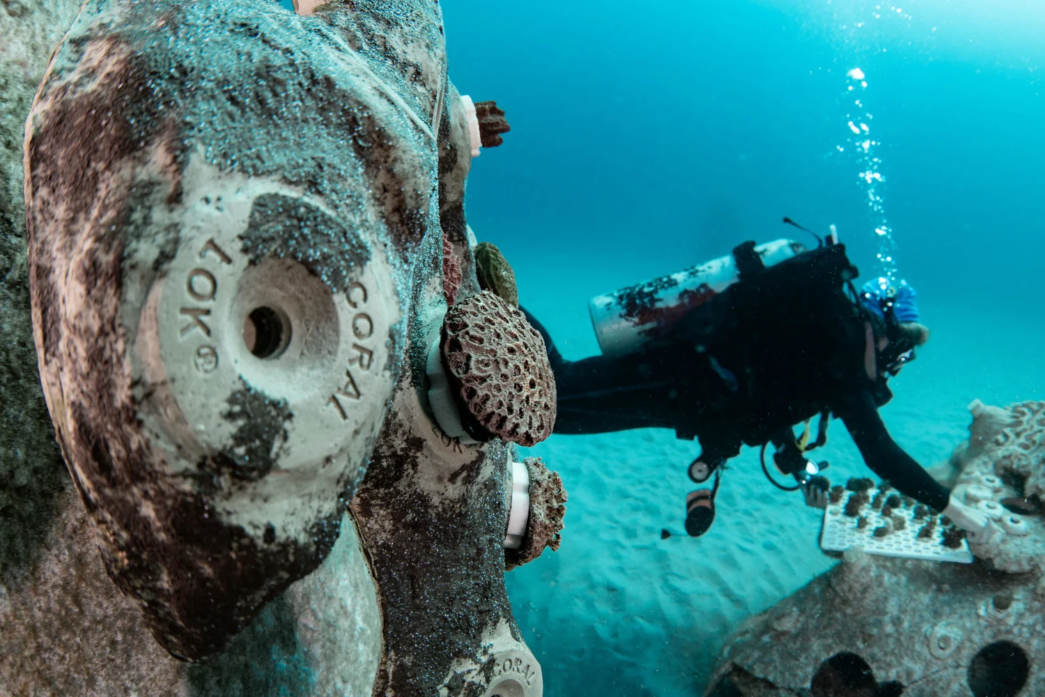 Home l Ocean Rescue Alliance International