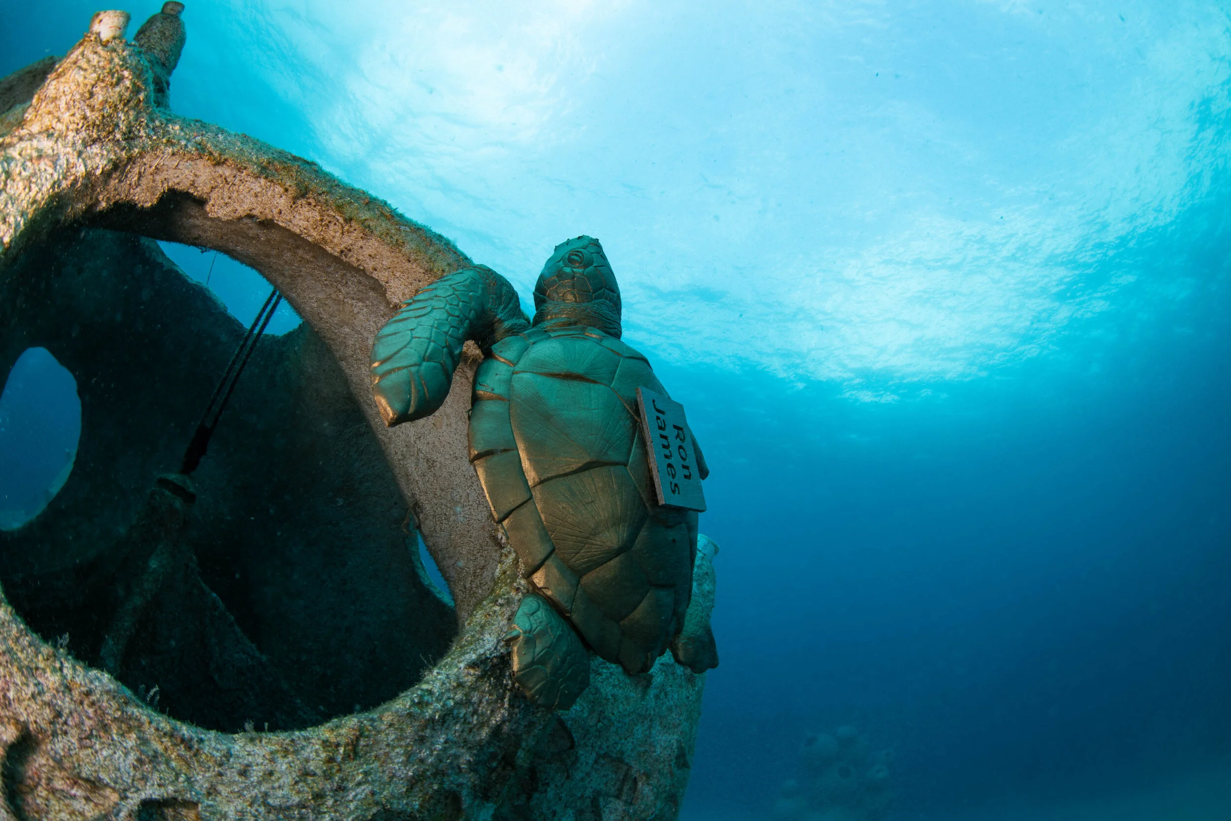 Celebratory & Memorial Reefs — Ocean Rescue Alliance