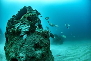 The Future of Artificial Reefs: Sustainable Solutions for Marine ...