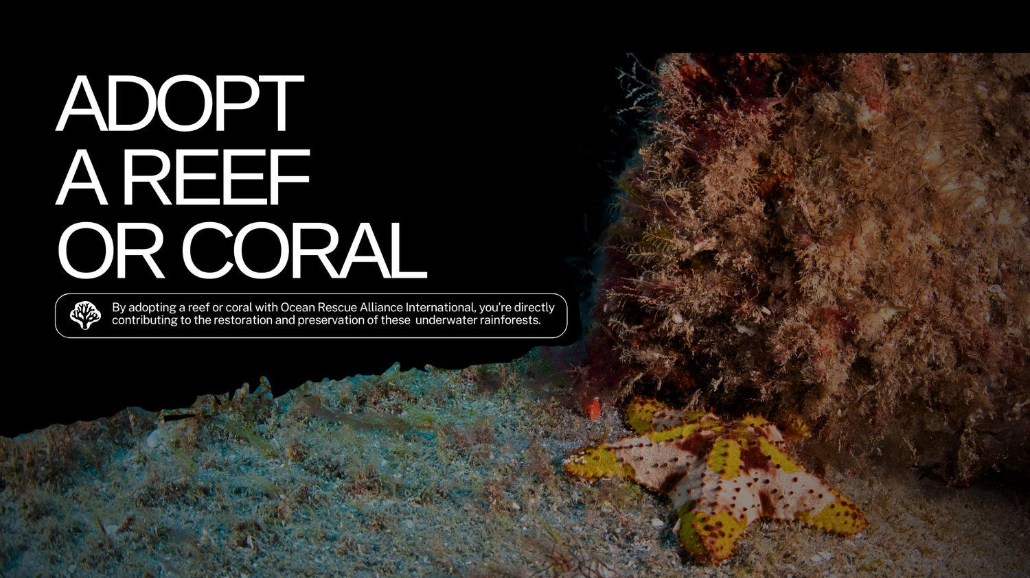Adopt a Reef | Support Reef Restoration Today — Ocean Rescue Alliance ...