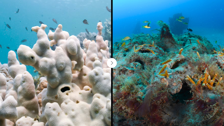 Guardians of the Reef — Ocean Rescue Alliance International