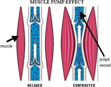 The Science of Compression Therapy — Optimyze