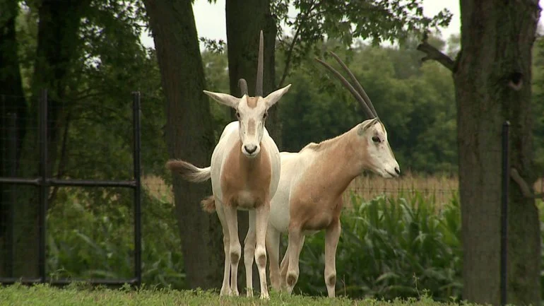 Lake Geneva Petting Zoo
