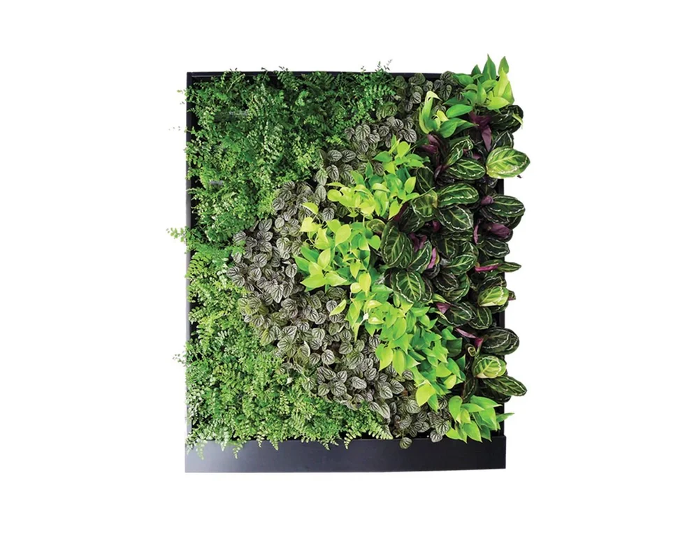 GSKY Accent Frame Living Wall — Vert Plantworks