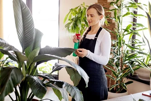 Office Plant Service — Vert Plantworks