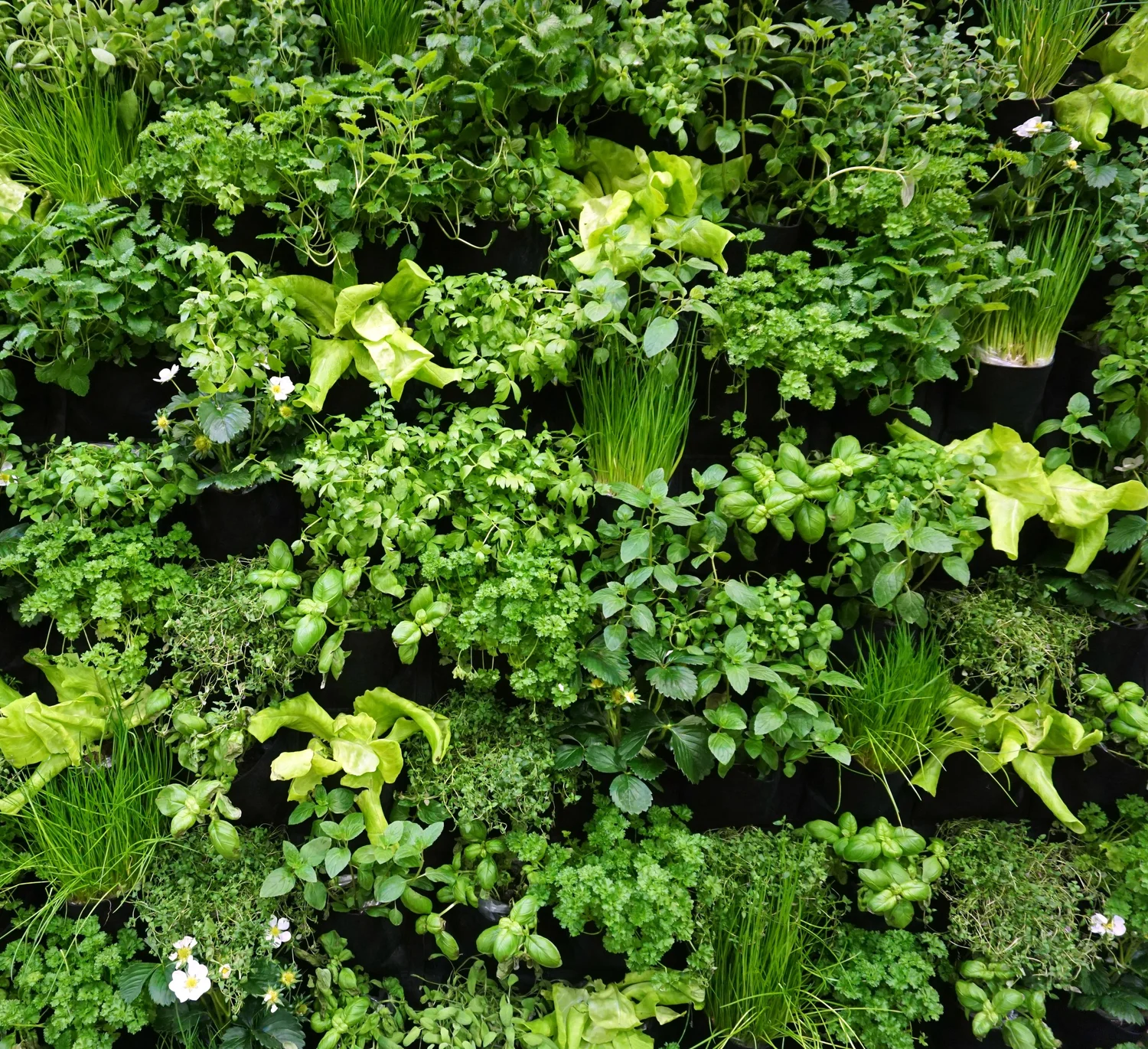 Live Plant Green Walls — Vert Plantworks