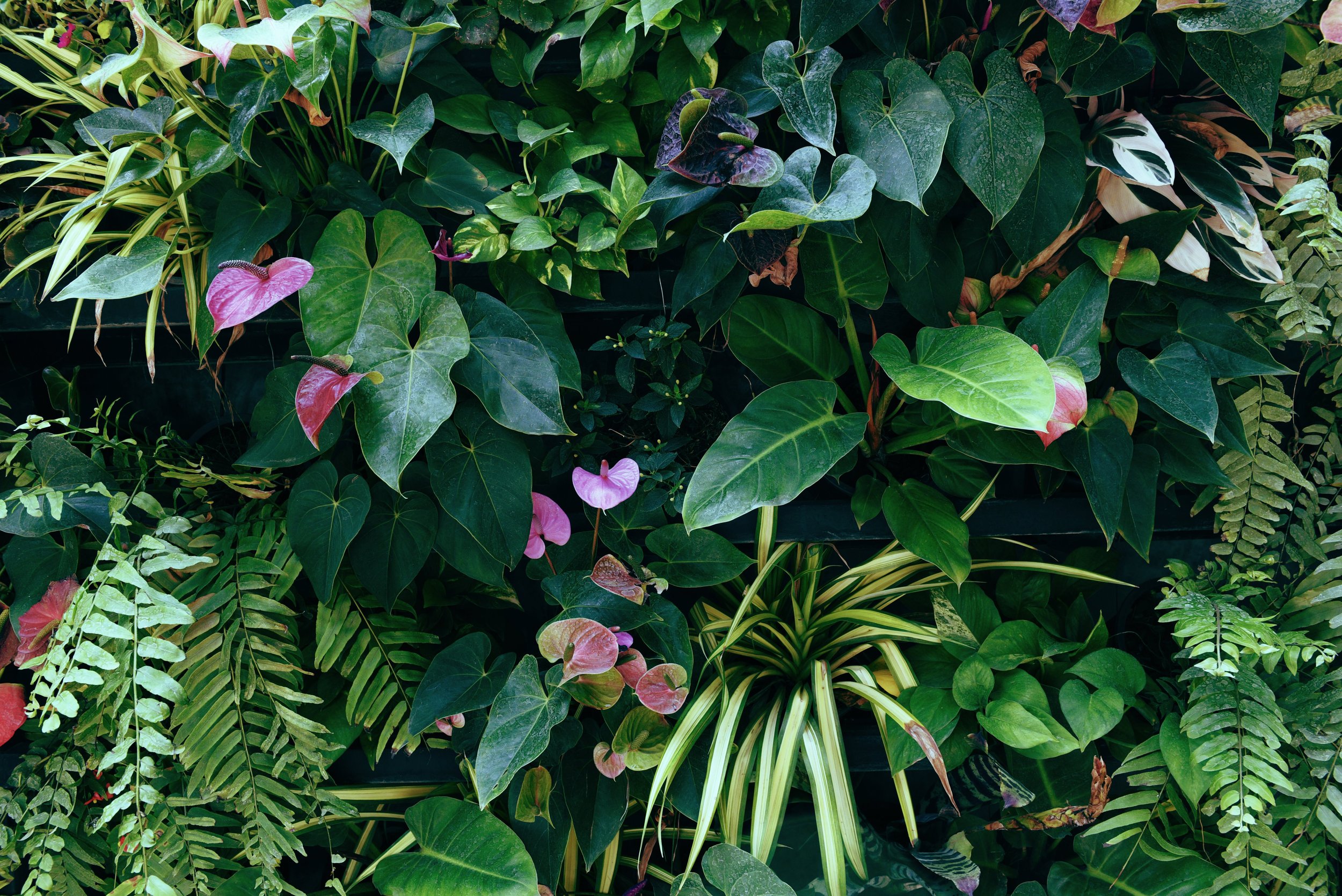 Live Plant Green Walls — Vert Plantworks