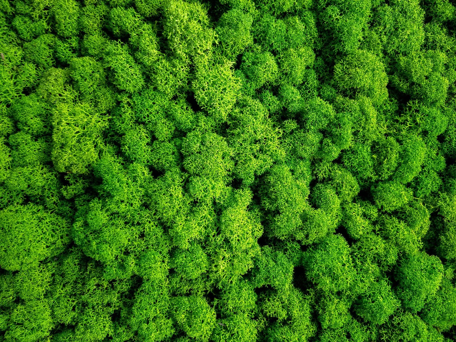 Moss Walls & Moss Panels — Vert Plantworks