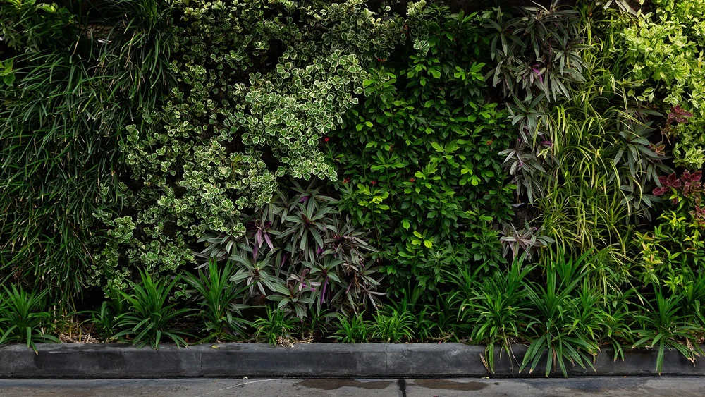 Live Plant Green Walls — Vert Plantworks