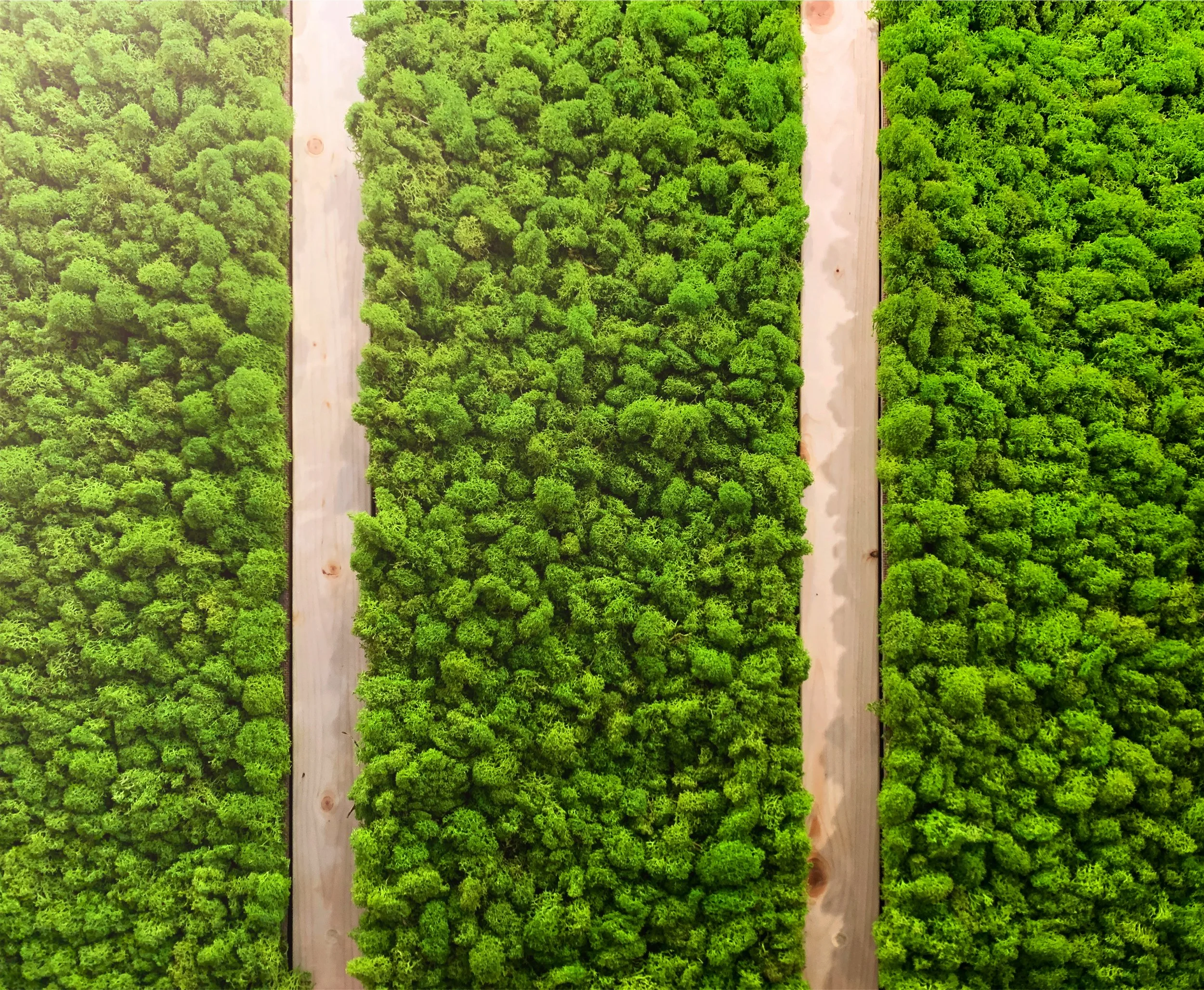 Moss Walls & Moss Panels — Vert Plantworks
