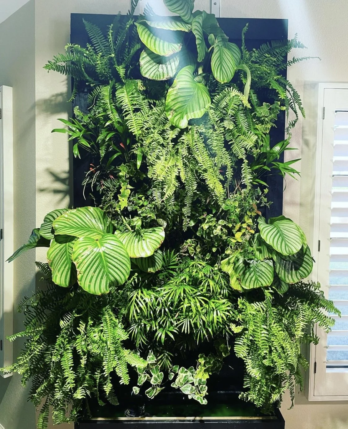 Live Plant Green Walls — Vert Plantworks