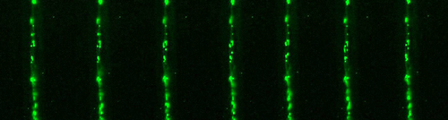 Validated Neuronal & Neuromuscular Assays | Ananda Devices — Ananda Devices