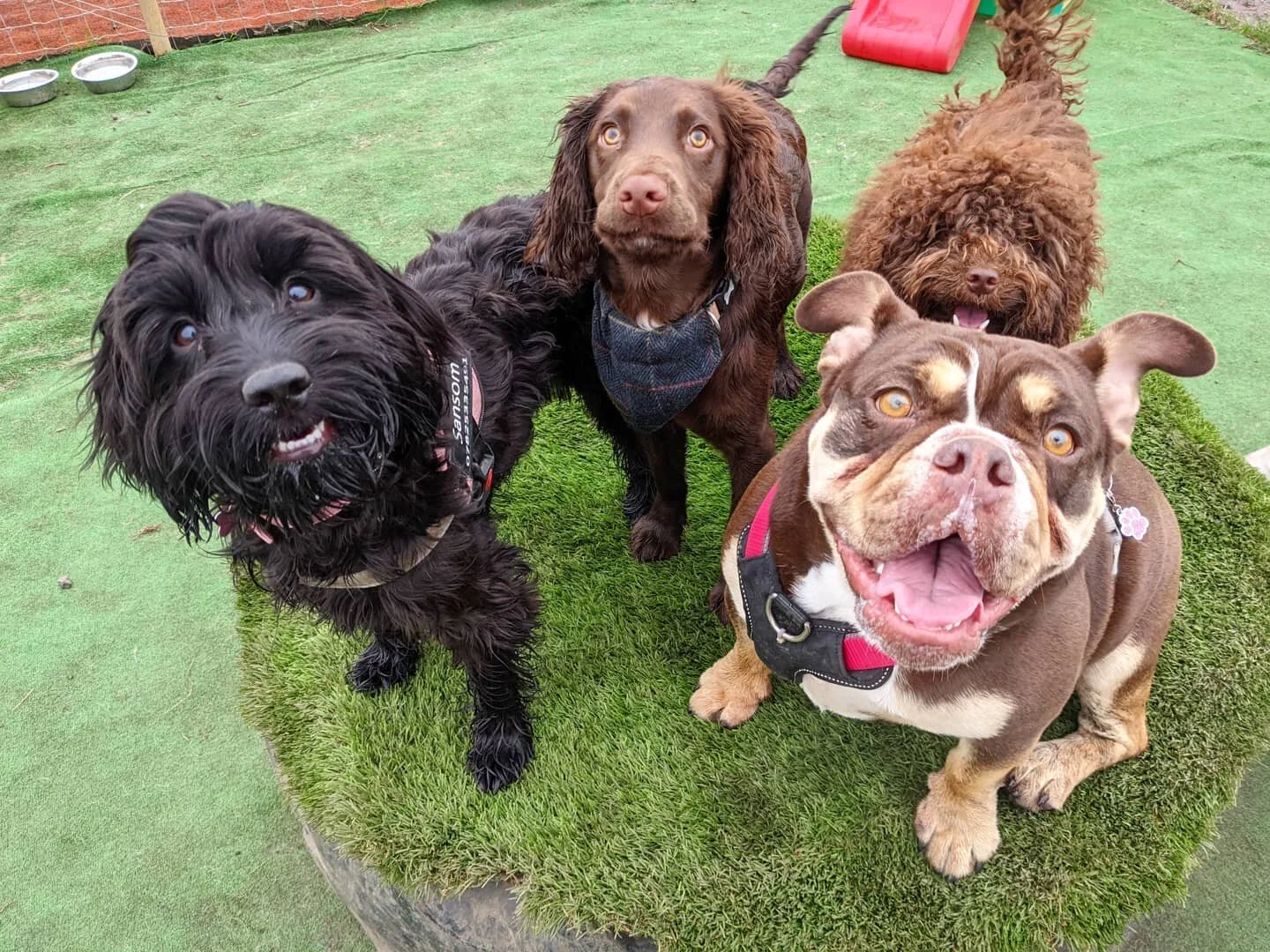 Paw Quarters - Dog & Puppy Day Care in Essex | Covering Chelmsford ...