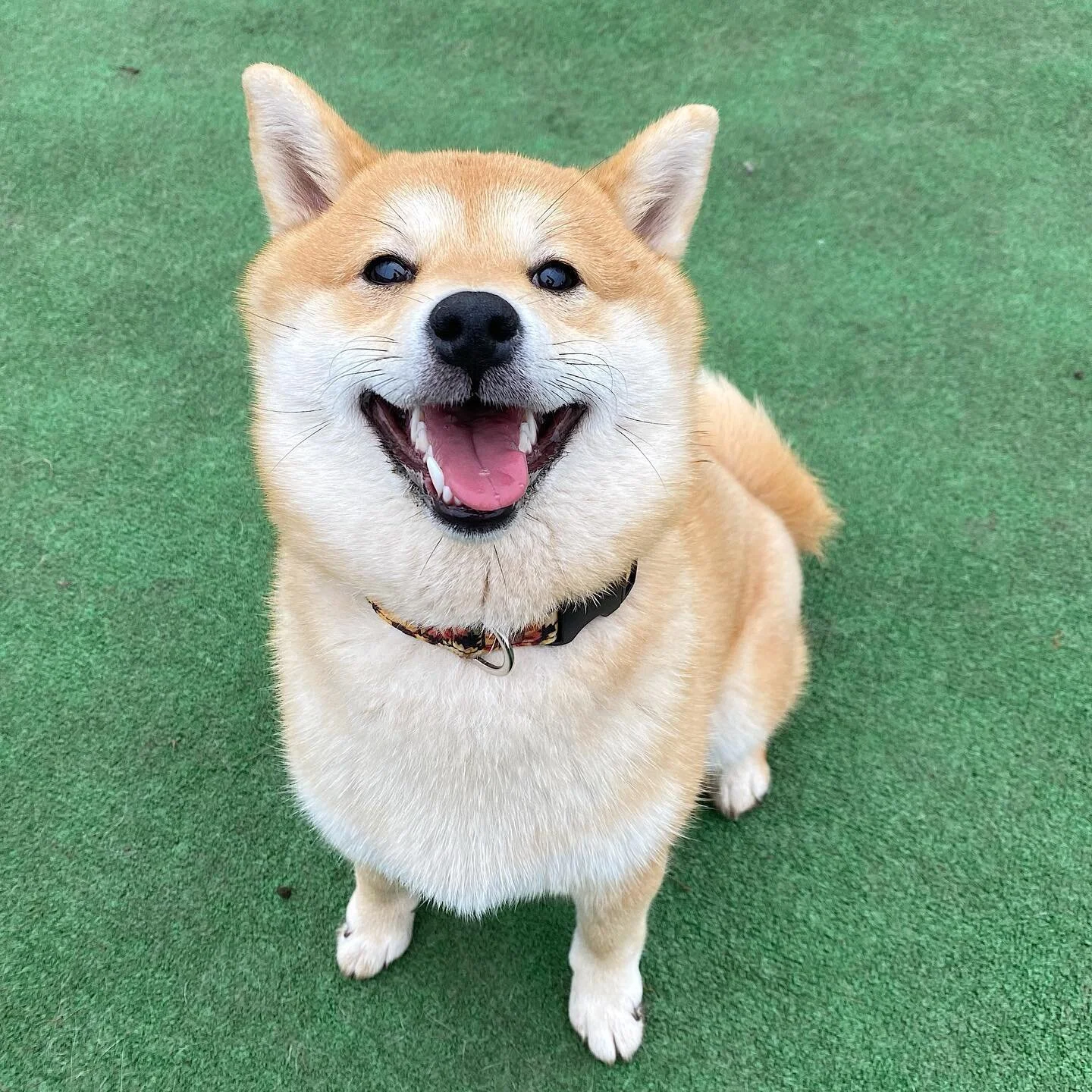 Paw Quarters - Dog & Puppy Day Care in Essex | Covering Chelmsford ...