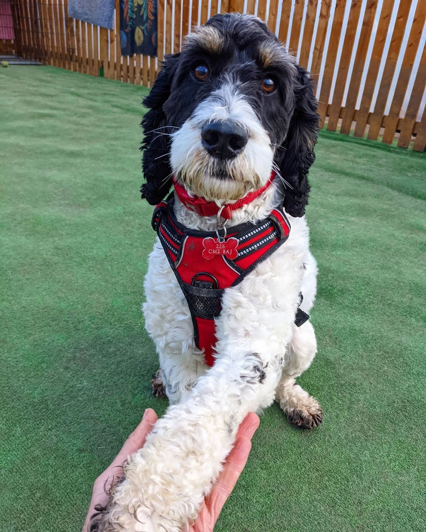 Paw Quarters - Dog & Puppy Day Care in Essex | Covering Chelmsford ...