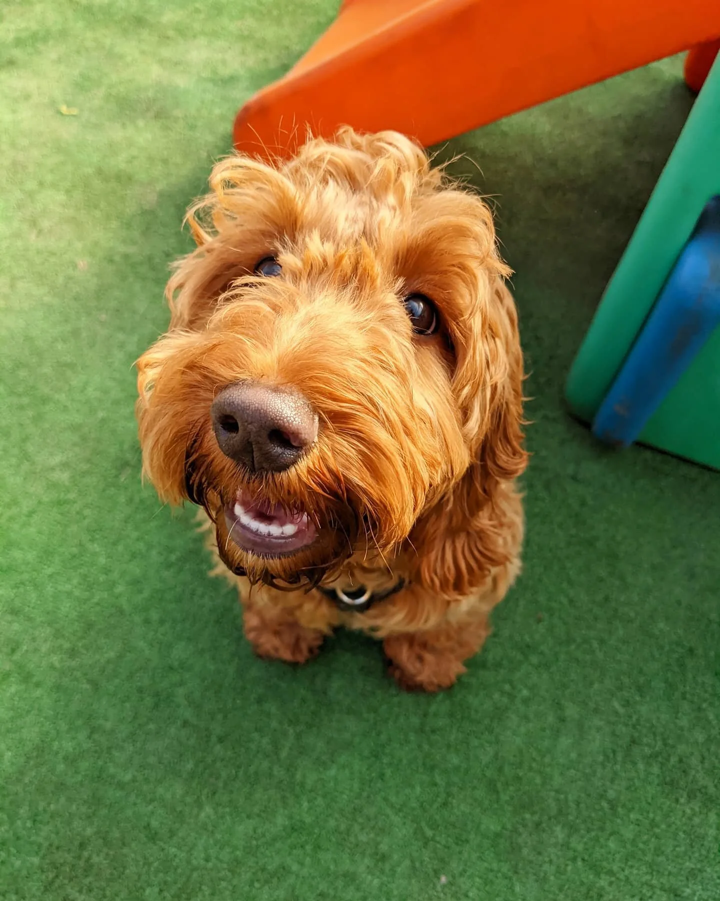 Paw Quarters - Dog & Puppy Day Care in Essex | Covering Chelmsford ...