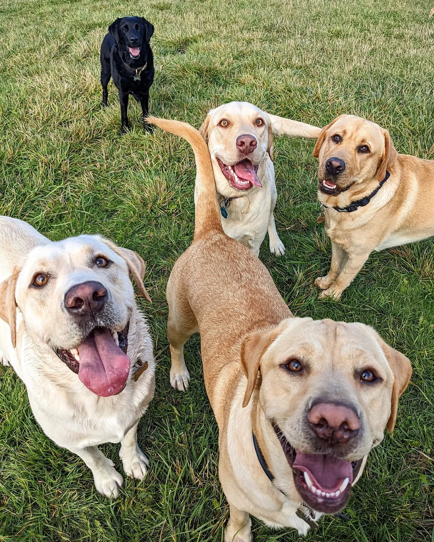 Paw Quarters - Dog & Puppy Day Care in Essex | Covering Chelmsford ...