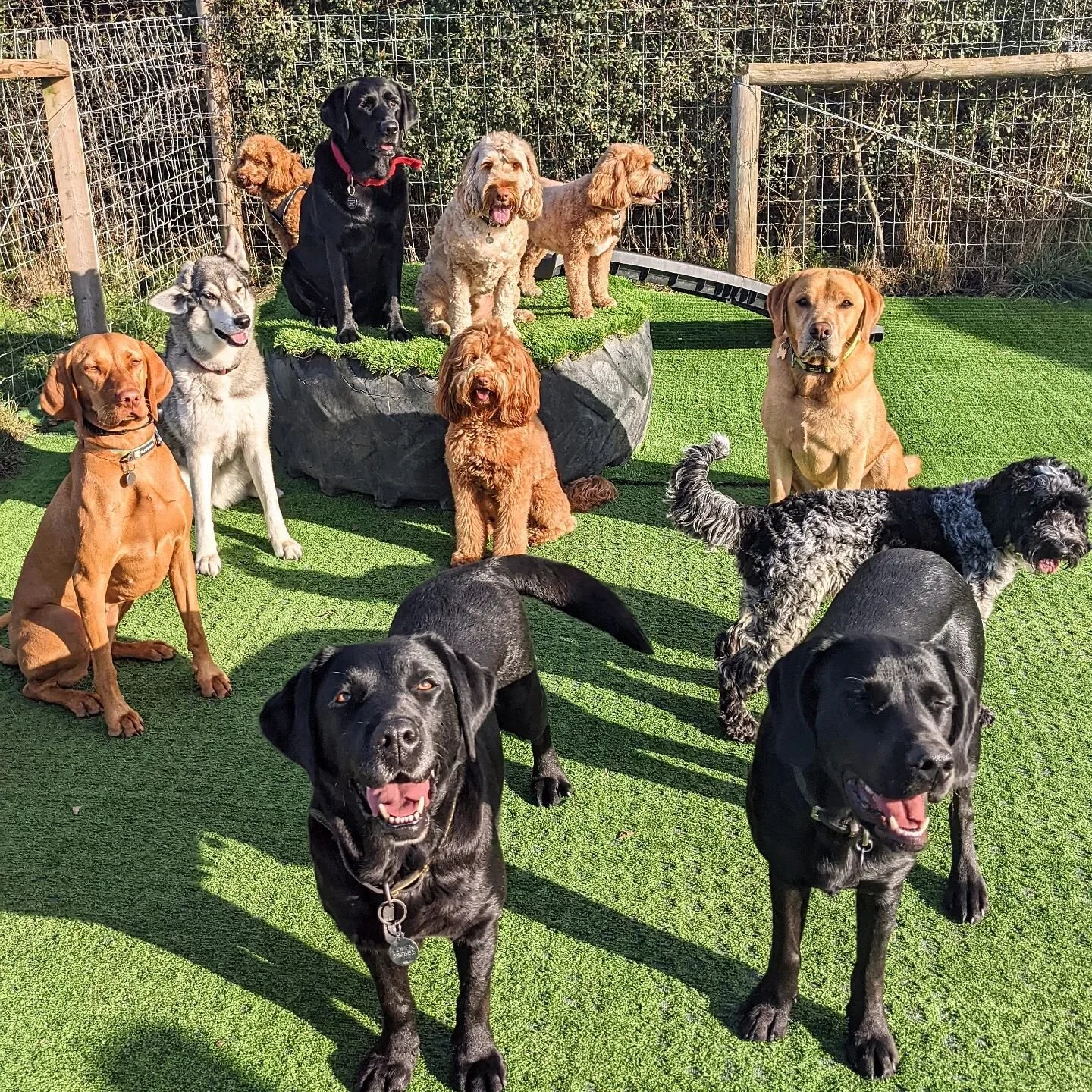 Paw Quarters - Dog & Puppy Day Care in Essex | Covering Chelmsford ...