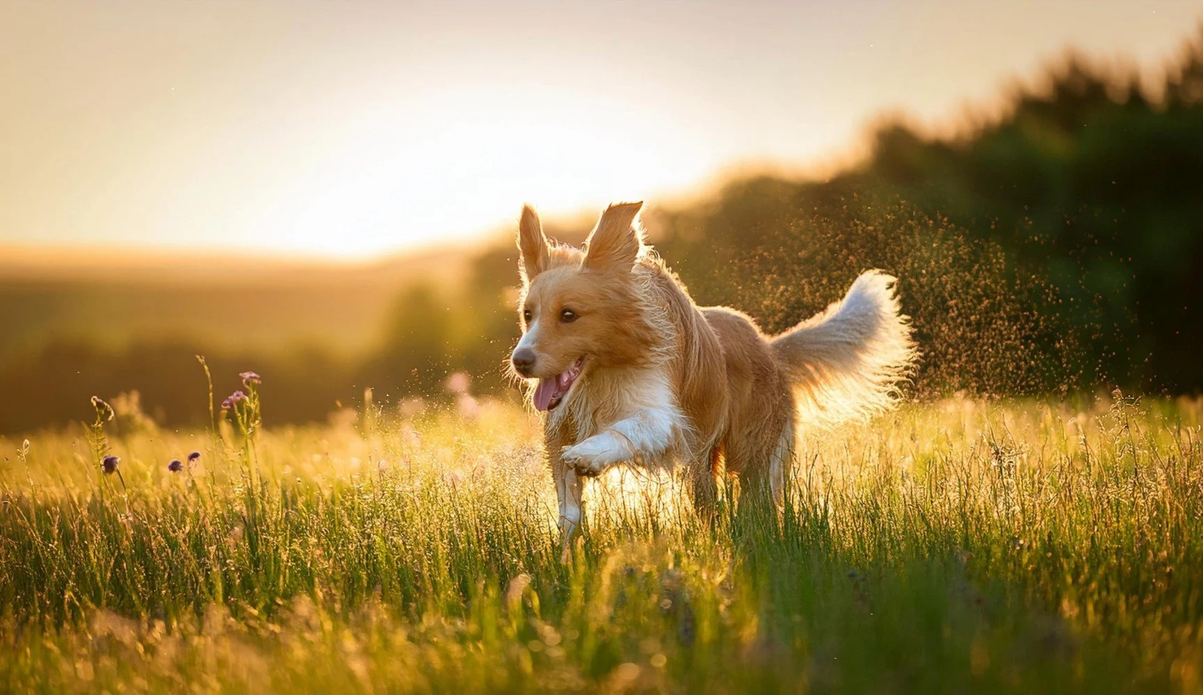 Booking | My Dog Meadow