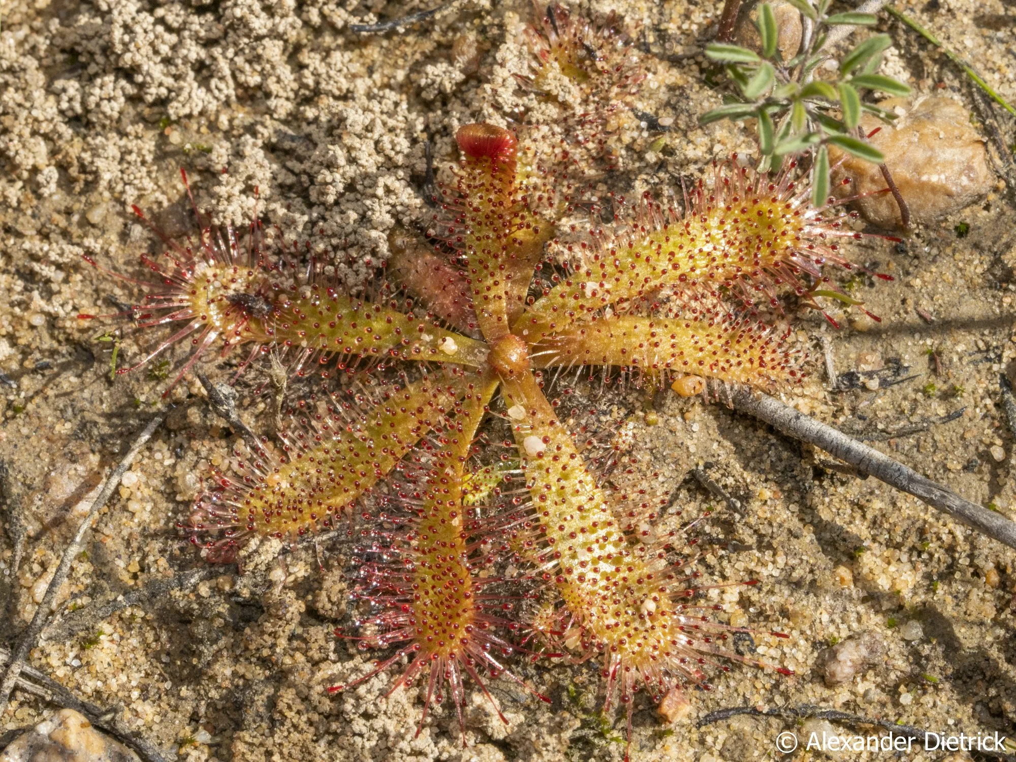 Drosera atrostyla photos