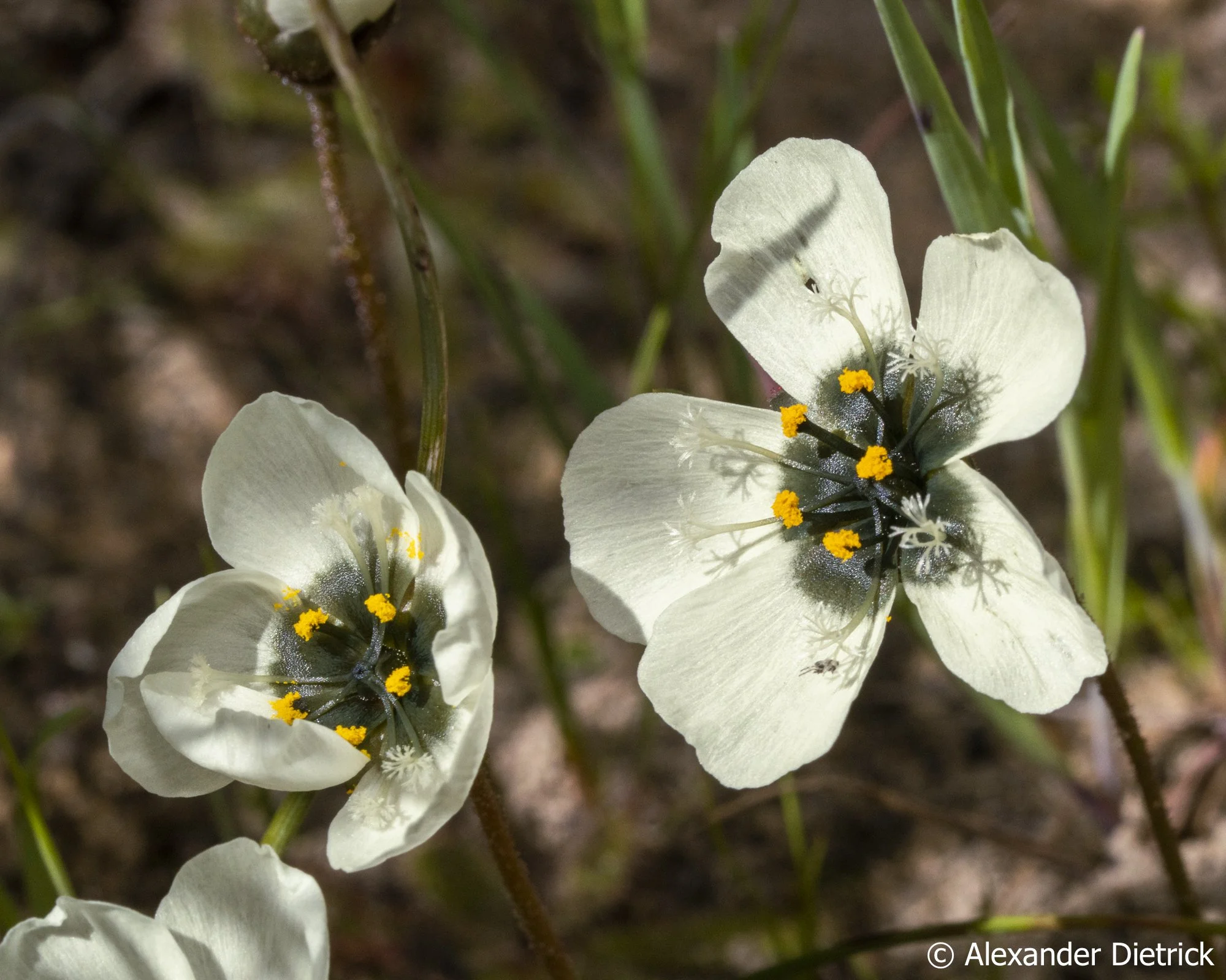 Drosera atrostyla photos