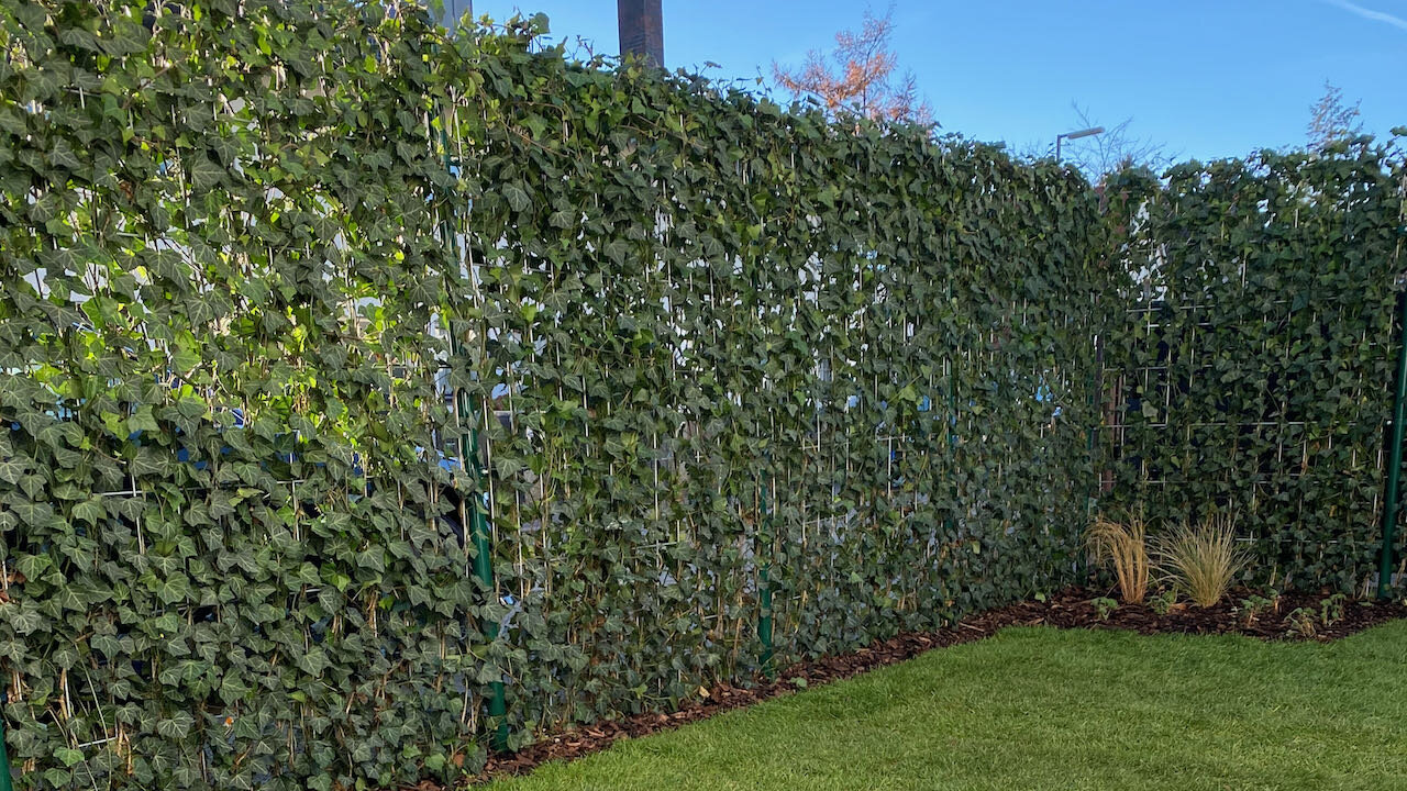 Efeuria.de die Garten- und Sichtschutzhecken aus Efeu für moderne Gärten.