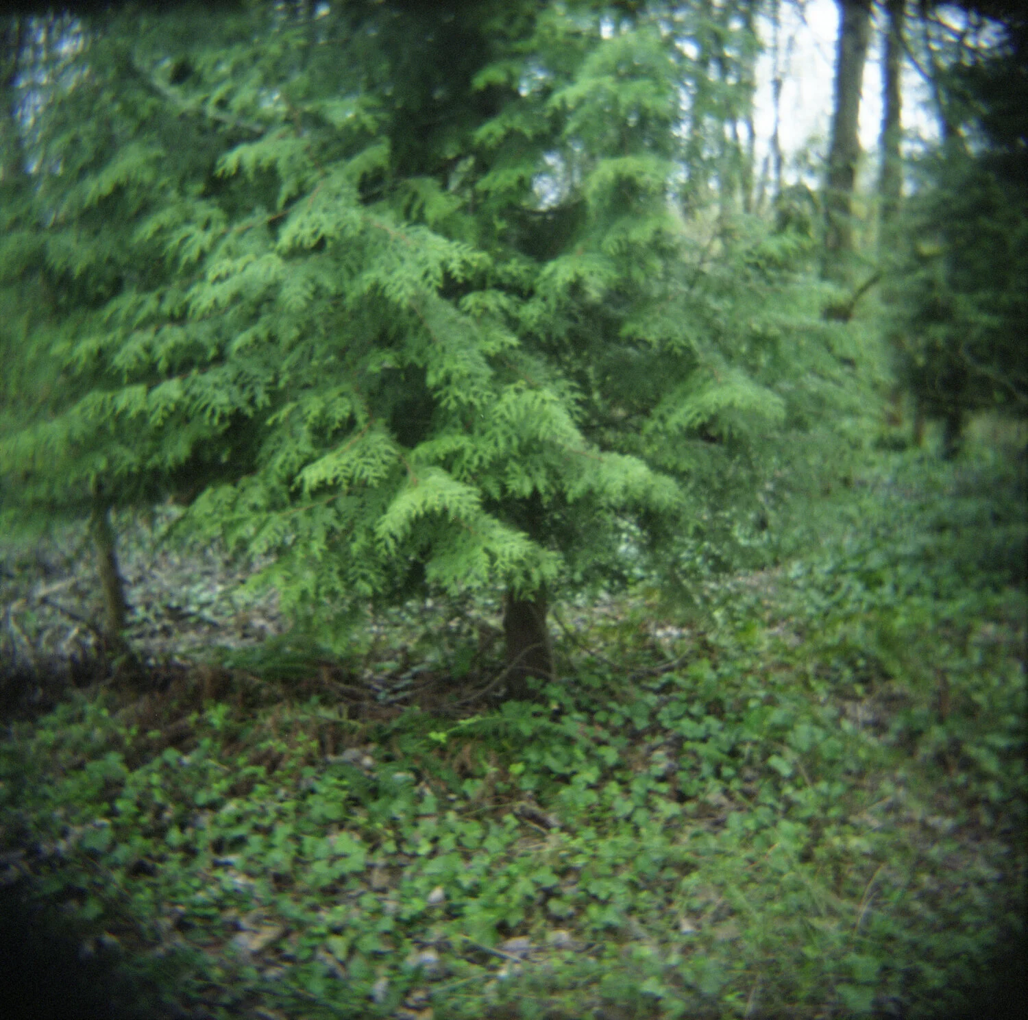 Path - 2011 — Cole Montgomery | Arts Educator & Photographer